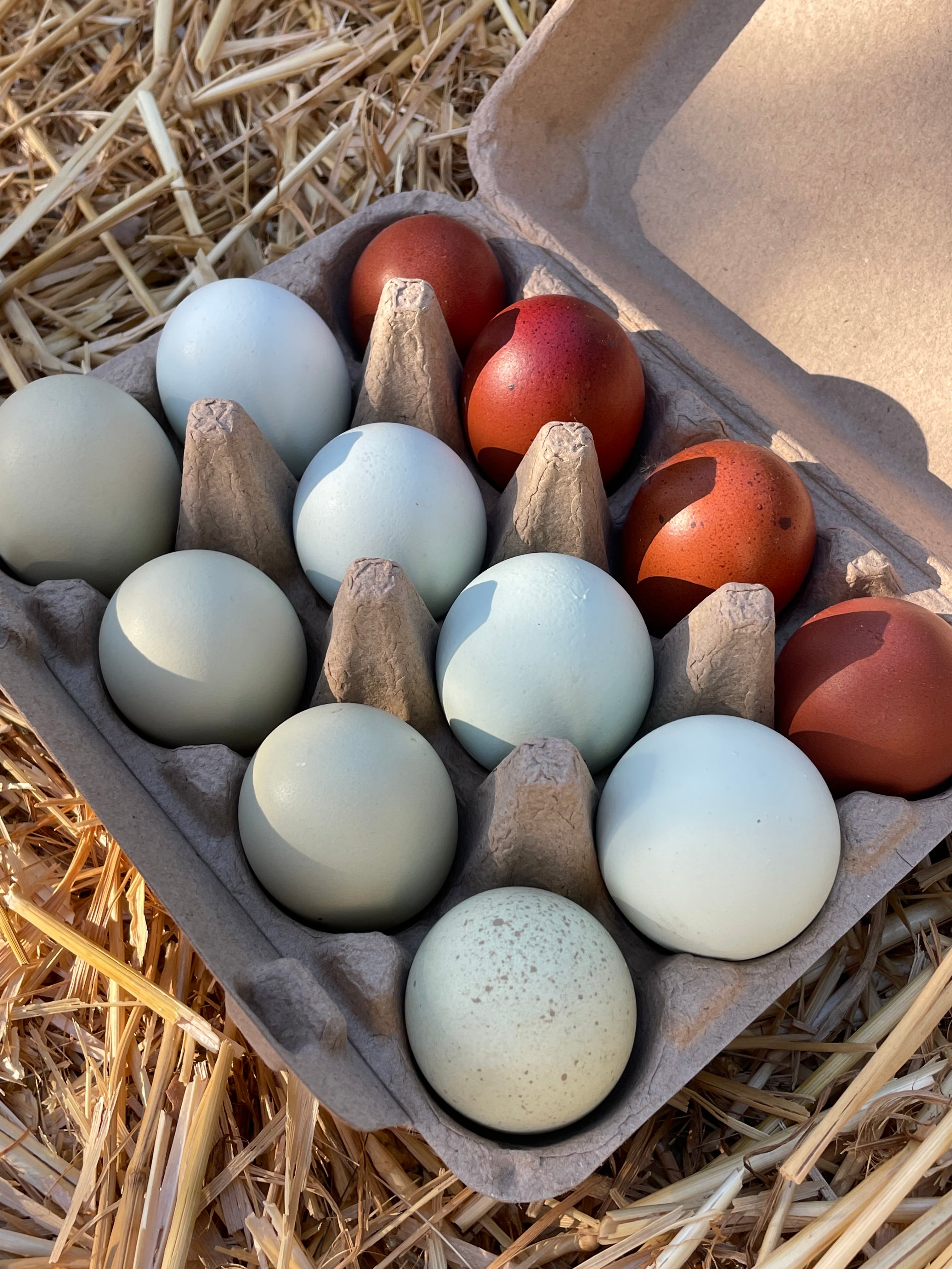 Colorful and fun hatching eggs for everyone – Fowl Frenzy Farm Store