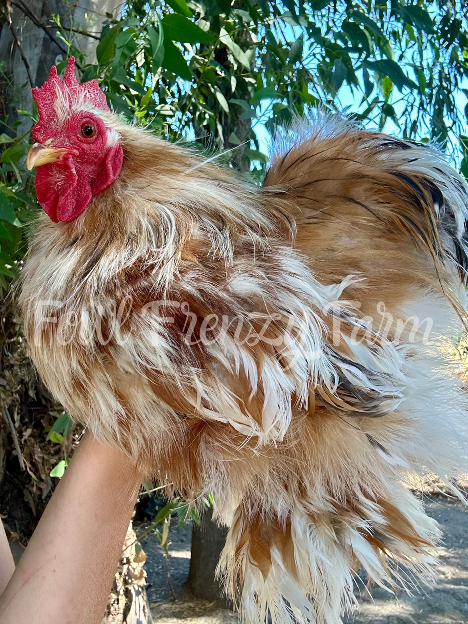 Products – Fowl Frenzy Farm Store